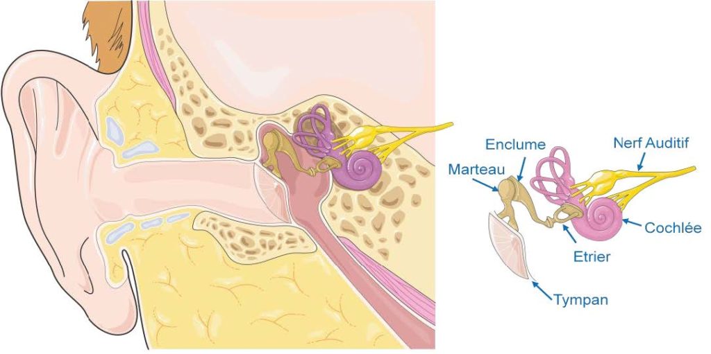 Audition Quillot - Tout savoir sur l'audition et ses pathologies